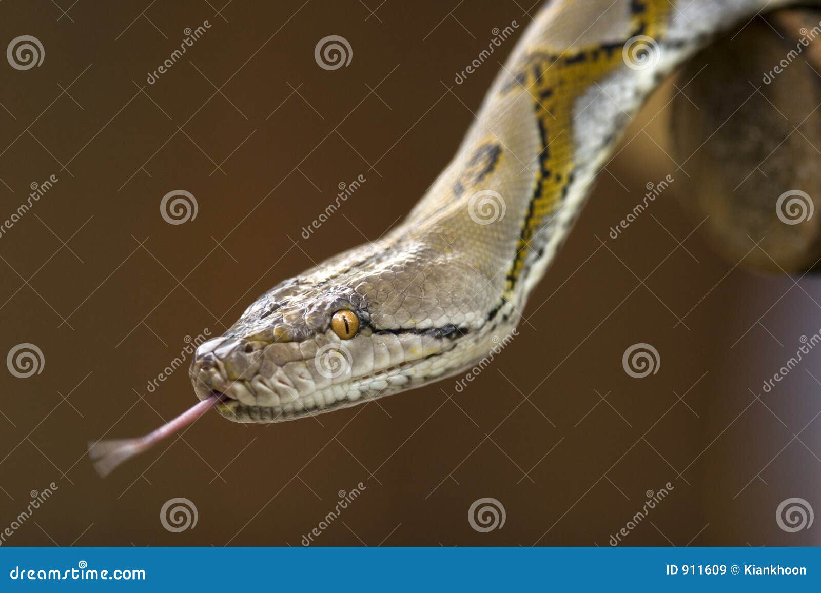 Python stock image. Image of reptile, close, legless, atural - 911609