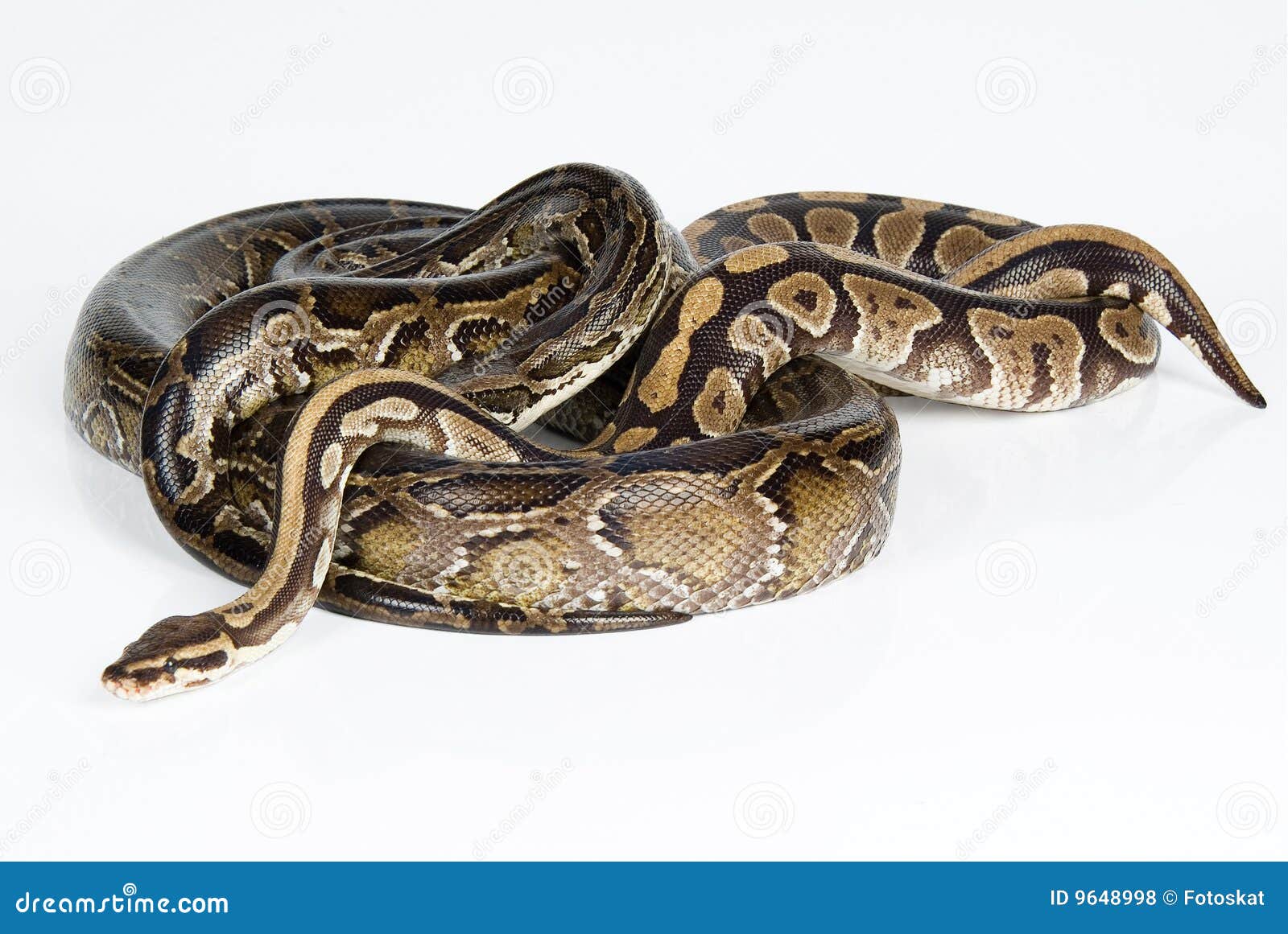 Python Picture. Image: 9648998