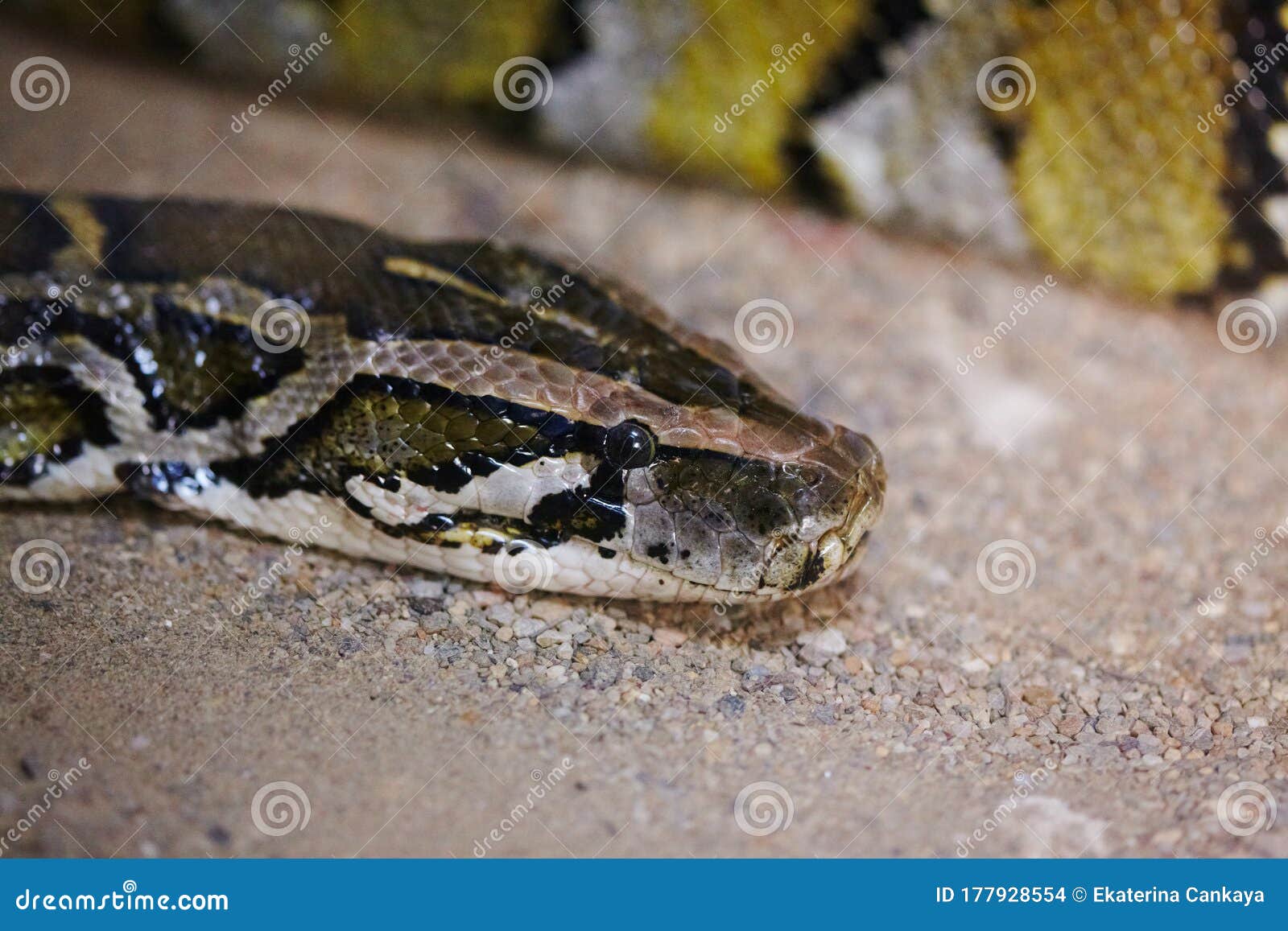 Python Alive in Terrarium Details Stock Photo - Image of reptile ...