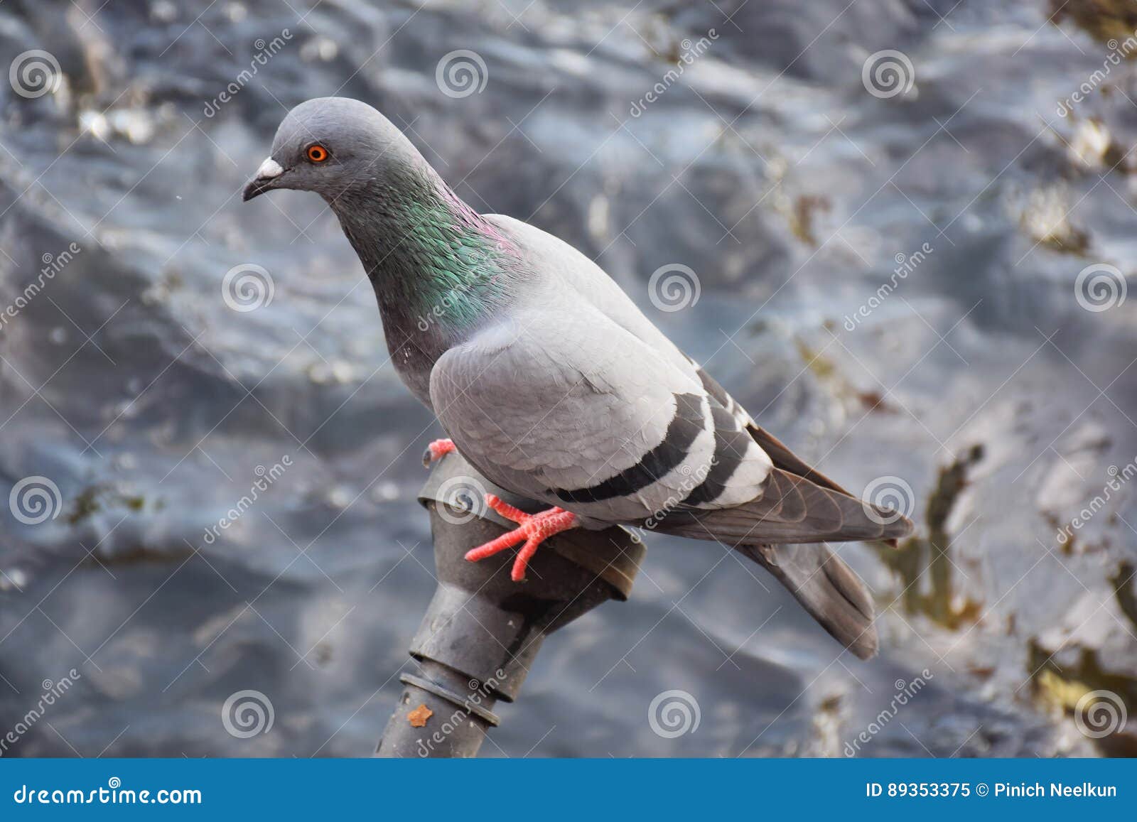 Python Bird stock image. Image of middle, solitary, water - 89353375