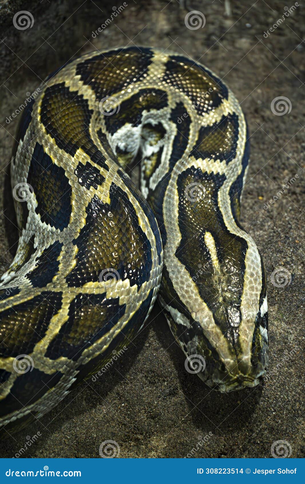 Burmese Python Head and Skin Pattern Stock Photo - Image of skin ...