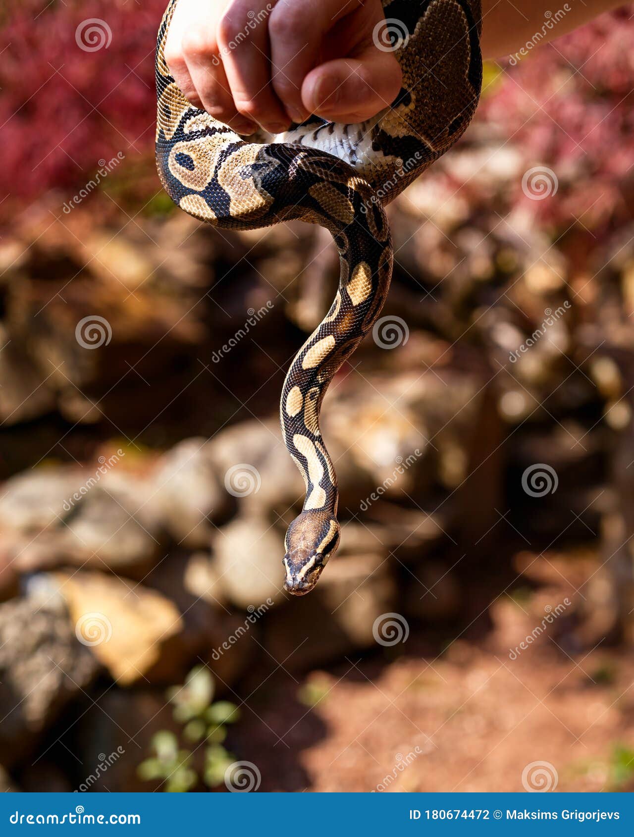 Python, Boa Constrictor in the Hands of Man Stock Photo - Image of ...