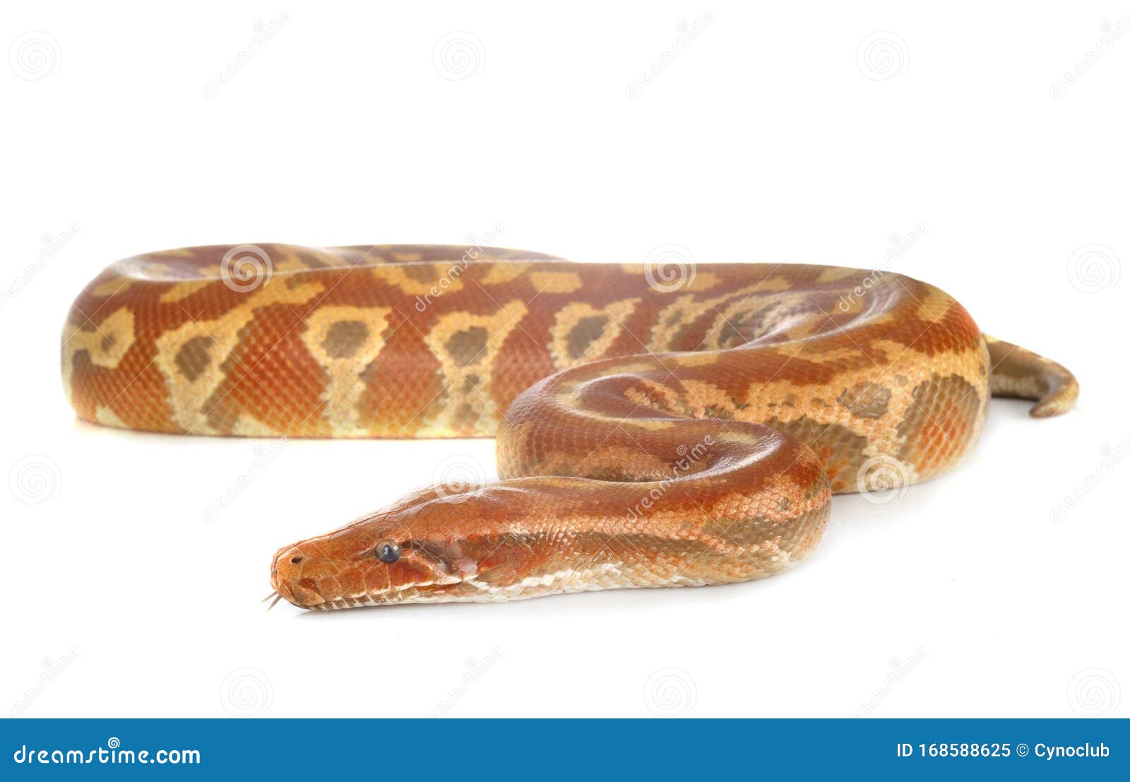 Python Brongersmai in Studio Stock Image - Image of python, brongersmai ...