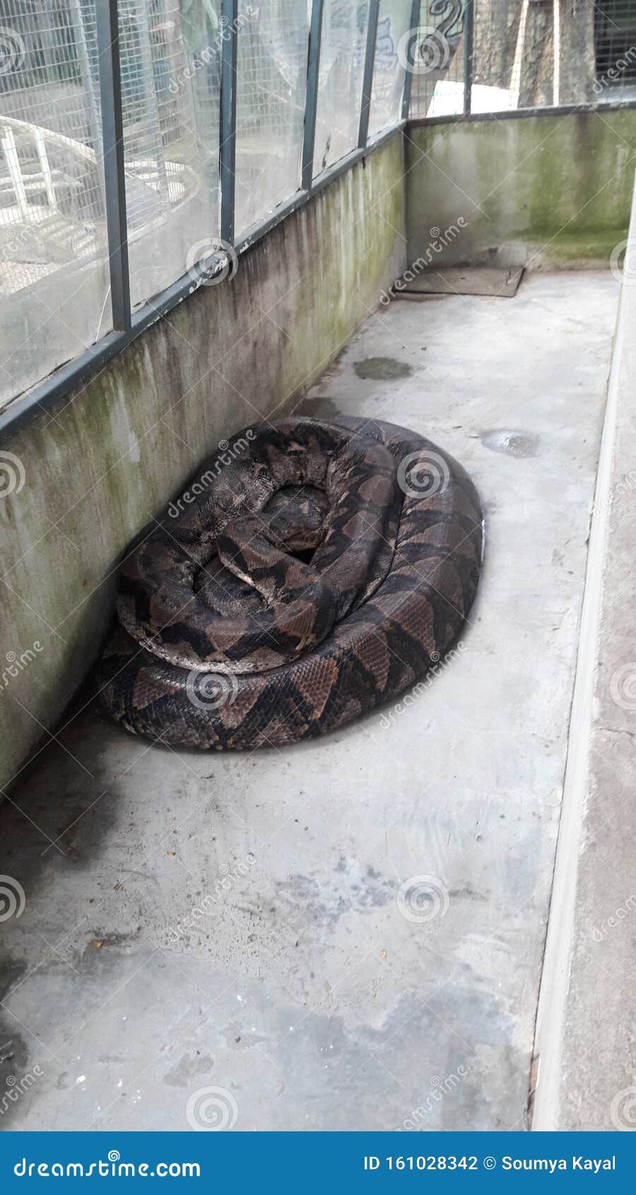 Python Cage Au Temple Snake Photo stock - Image du serpent, cage: 161028342