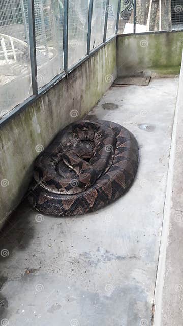 Python Cage at Snake Temple Stock Photo - Image of snake, cage: 161028342