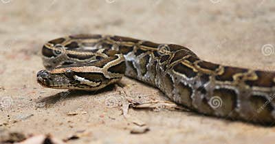 Python stock image. Image of india, python, reticulated - 46177643