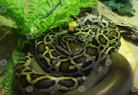 Python stock photo. Image of albino, animals, burmese - 68361994