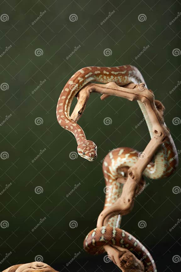 Python Coiled in Defensive Posture Stock Image - Image of ready, coiled ...
