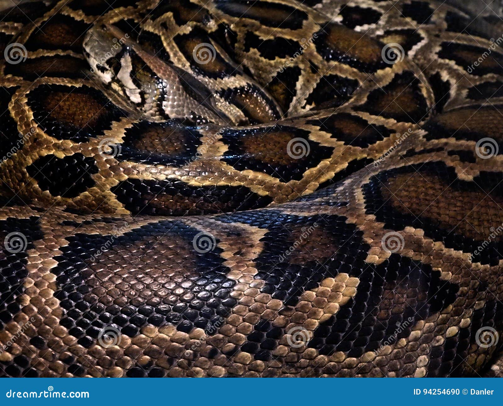 Python - cuero - fondo foto de archivo. Imagen de fondos - 94254690