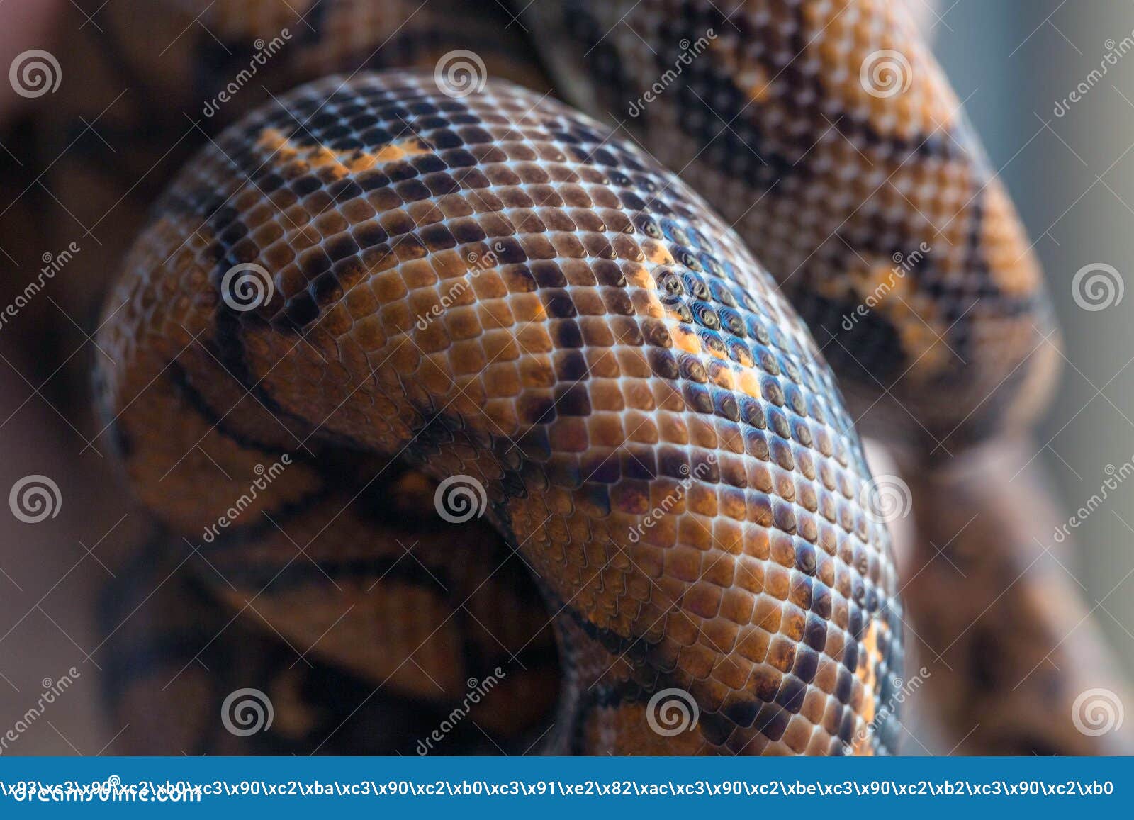 Python Curled Up on Blurred Background. Snake Texture, Background ...