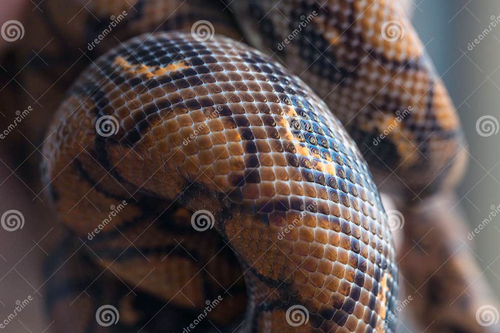 Python Curled Up on Blurred Background. Snake Texture, Background ...