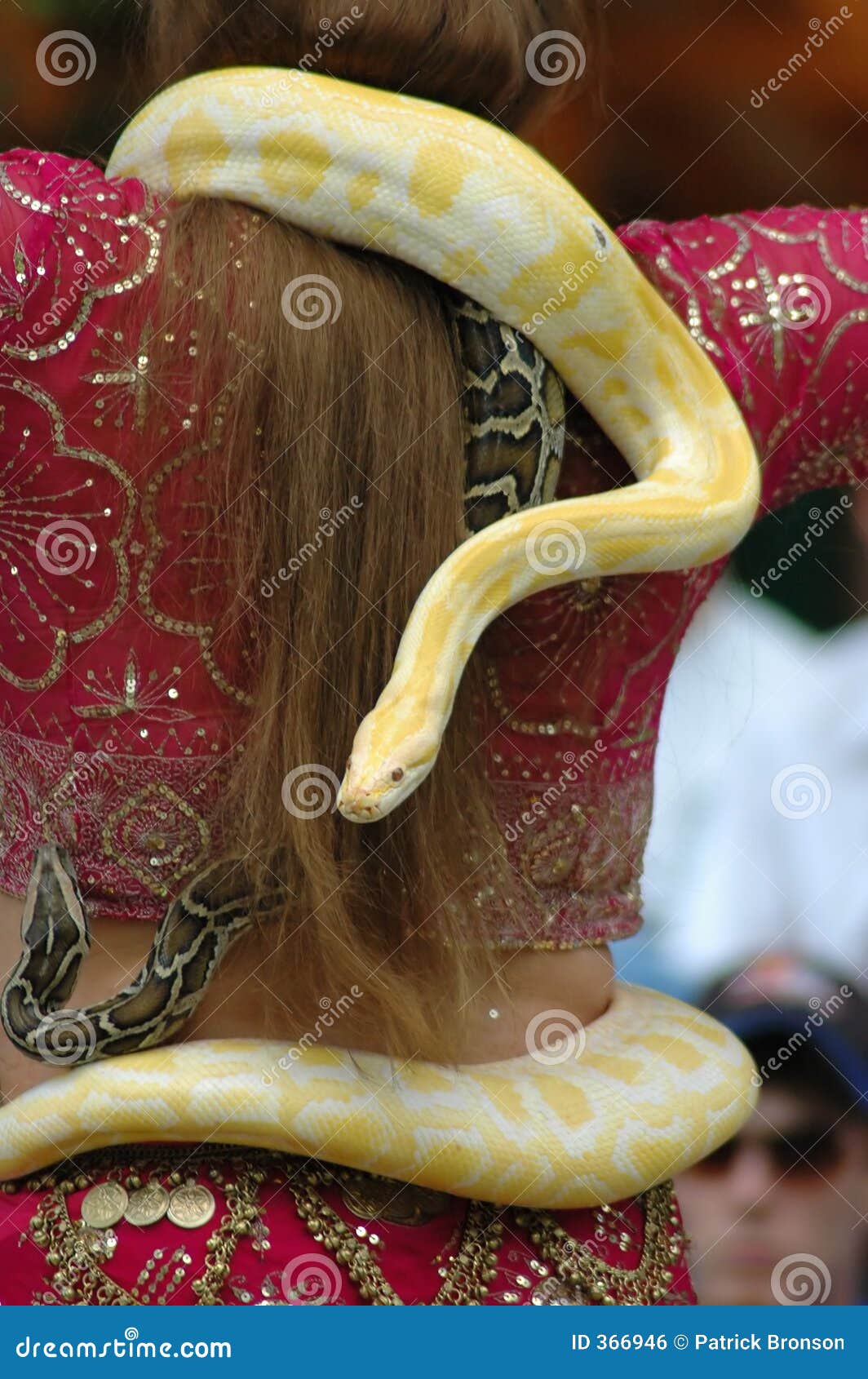 Python de Birman albinos. photo stock. Image du danseur - 366946