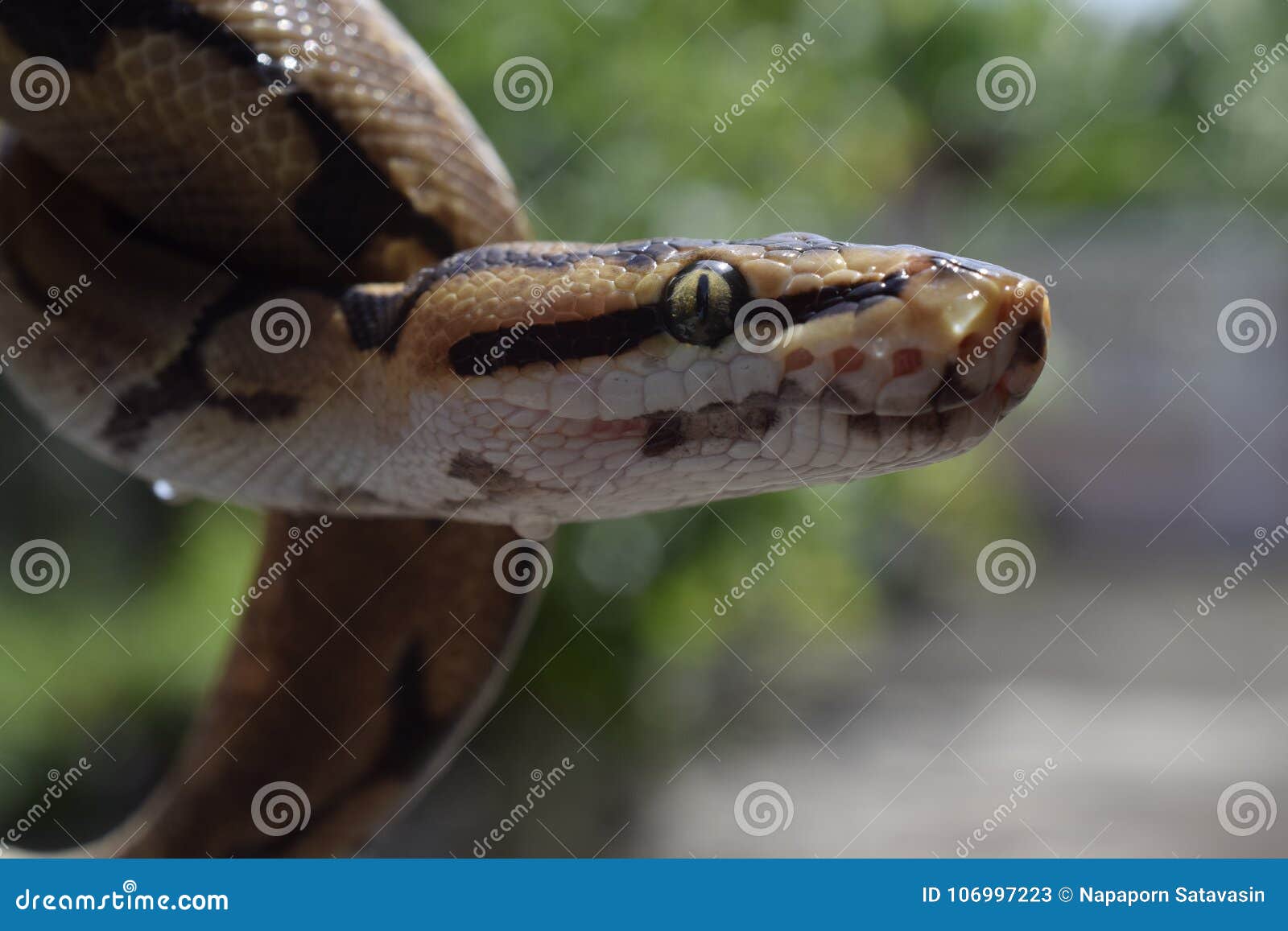 Python de boule image stock. Image of python, serpent - 106997223