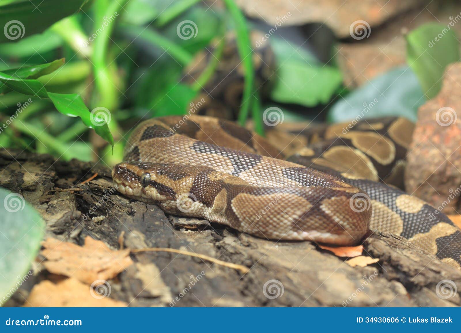 Python de boule photo stock. Image du reptile, mensonge - 34930606