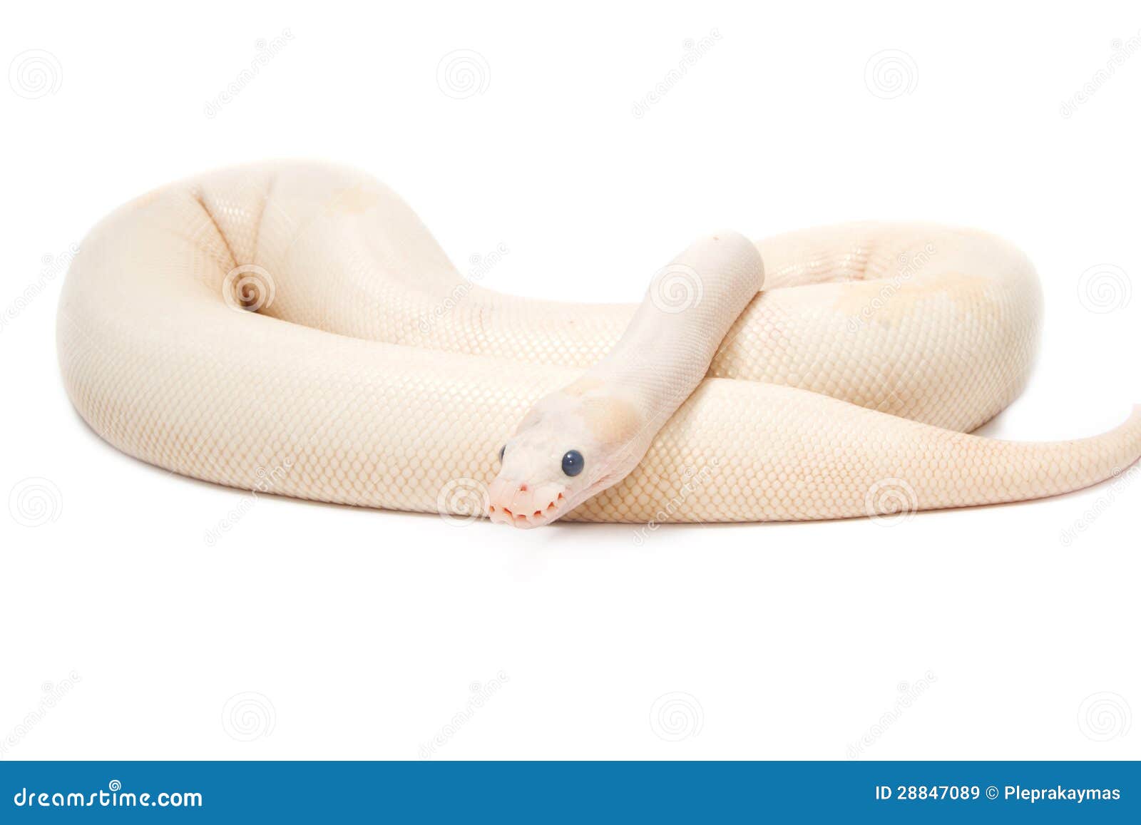 Python De Boule Albinos De Neige (python De Fondation Royale) Image ...