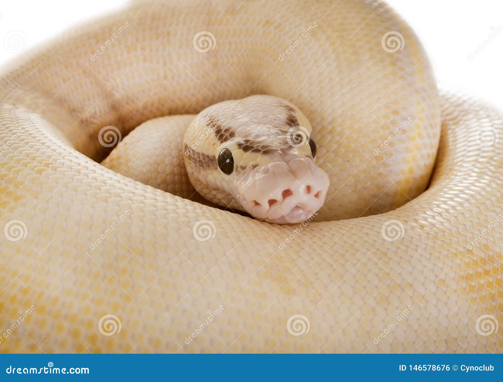 Python De Boule Dans Le Studio Photo stock - Image du animal, royal ...