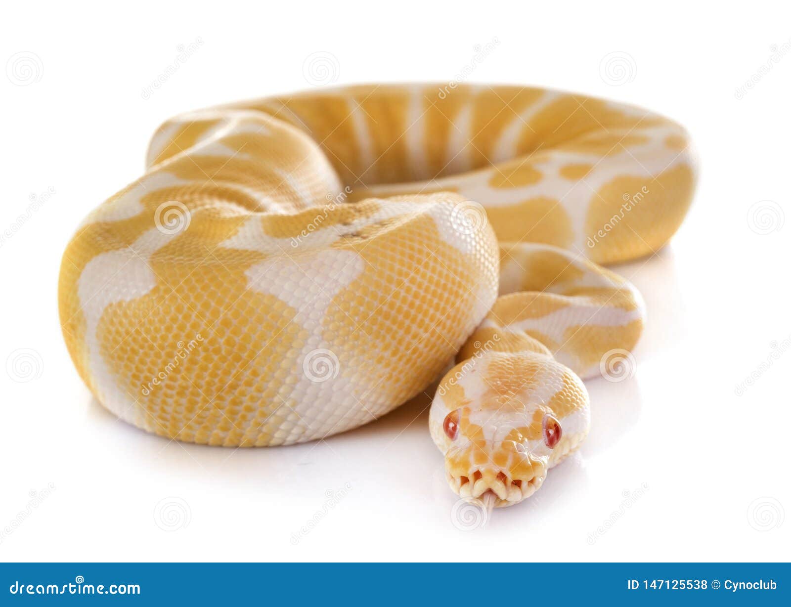 Python De Boule Dans Le Studio Photo stock - Image du animal, serpent ...
