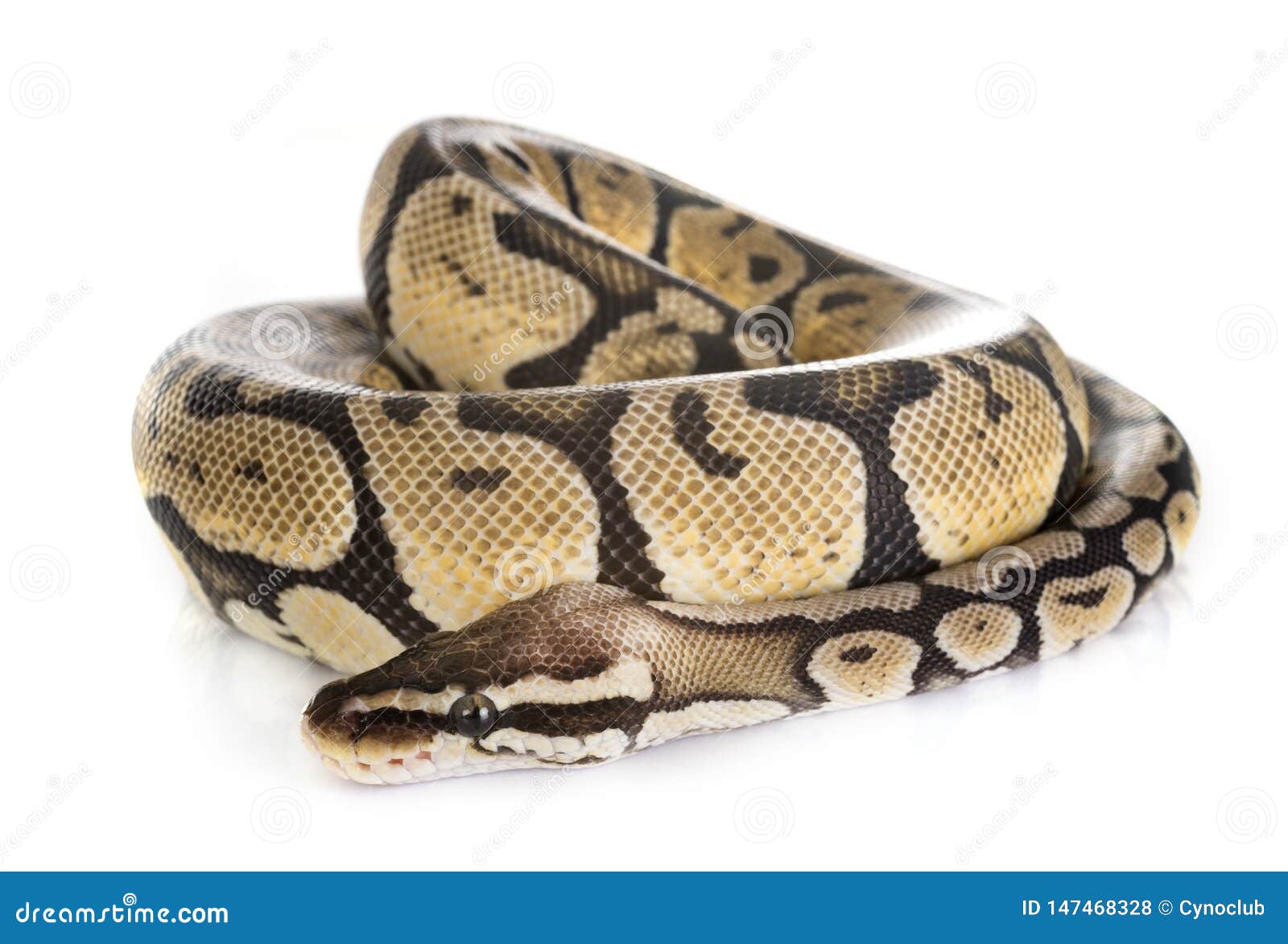 Python De Boule Dans Le Studio Photo stock - Image du constricteur ...