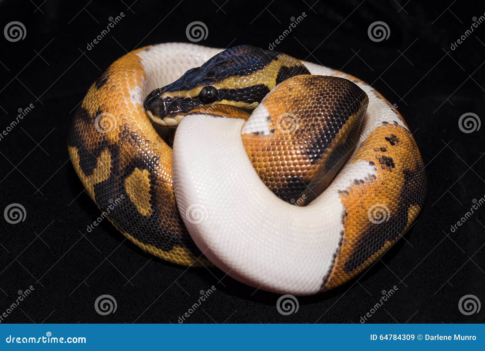Python De Boule De Piedbald Image stock - Image du regarder, nature ...