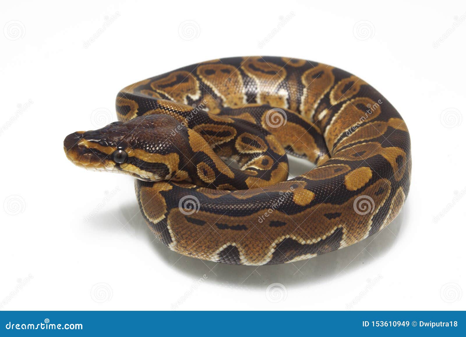 Python De Python De Boule De Fondation Royale Image stock - Image du ...