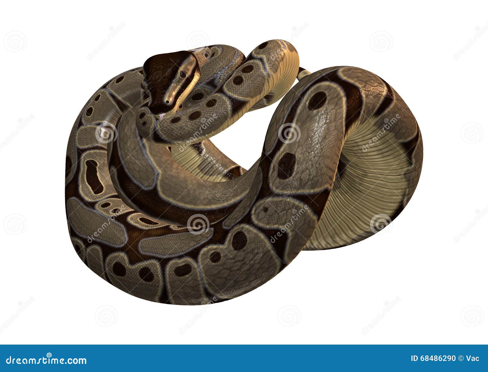 Python De Boule Sur Le Blanc Illustration Stock - Illustration du ...