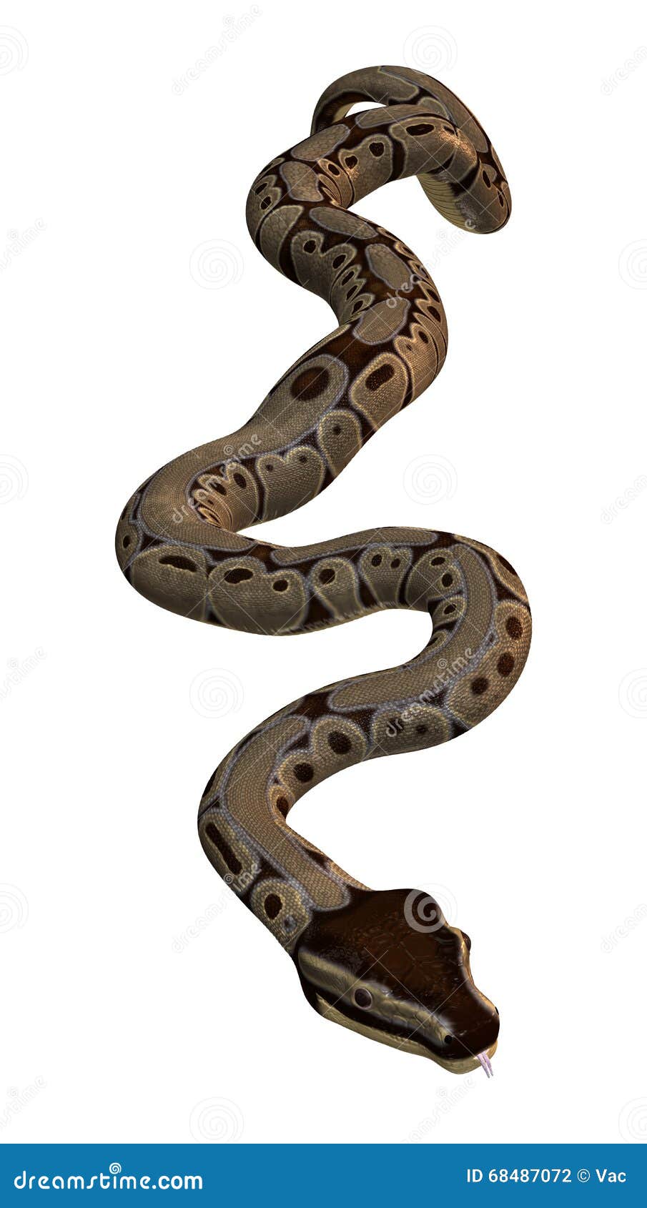 Python De Boule Sur Le Blanc Illustration Stock - Illustration of ...