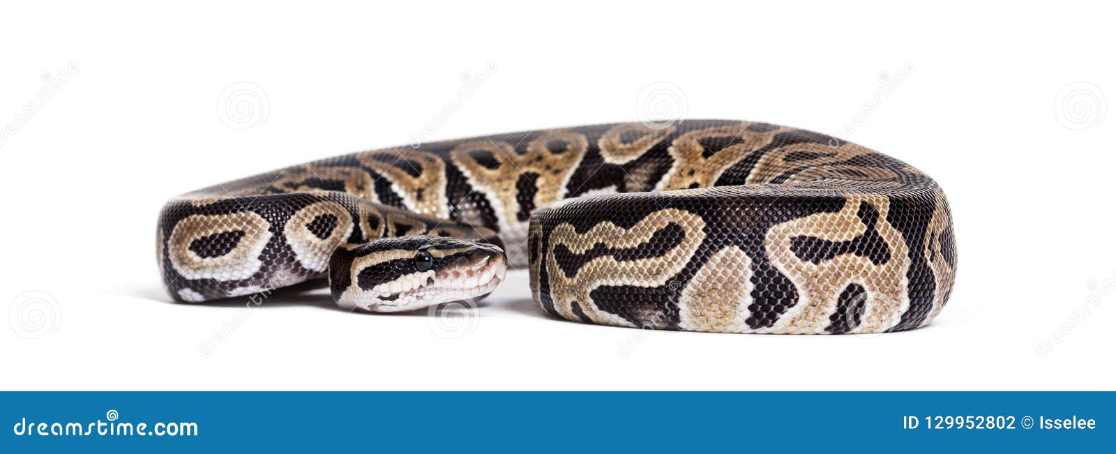 Python De Fondation Royale, Sur Le Fond Blanc Photo stock - Image of ...