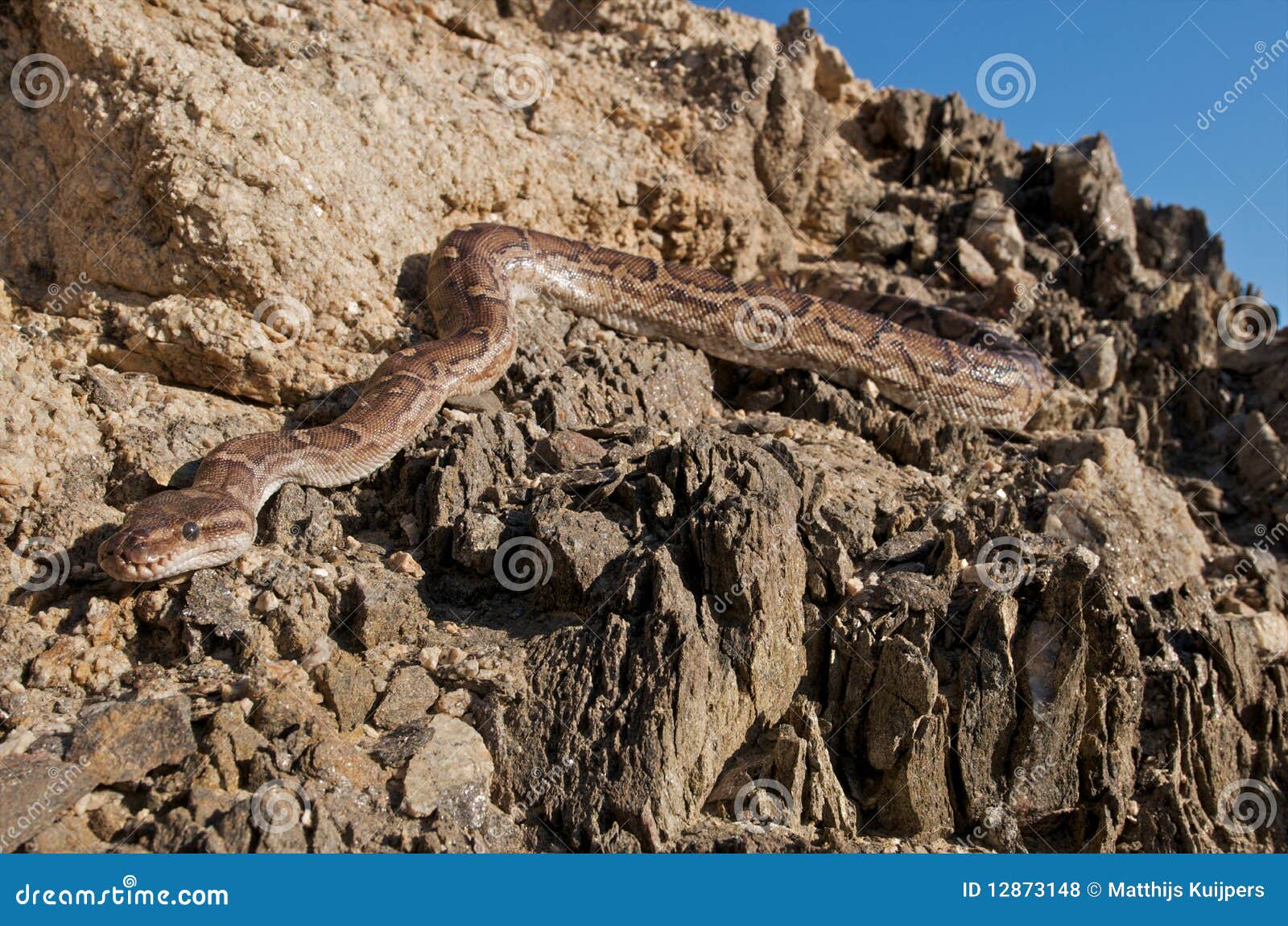 Python de l'Angola photo stock. Image du python, reptiles - 12873148
