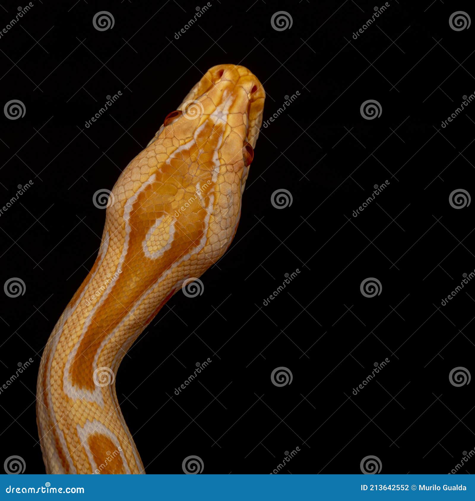 Python De Oro Python Reticulado Python Reticulatus Foto de archivo ...