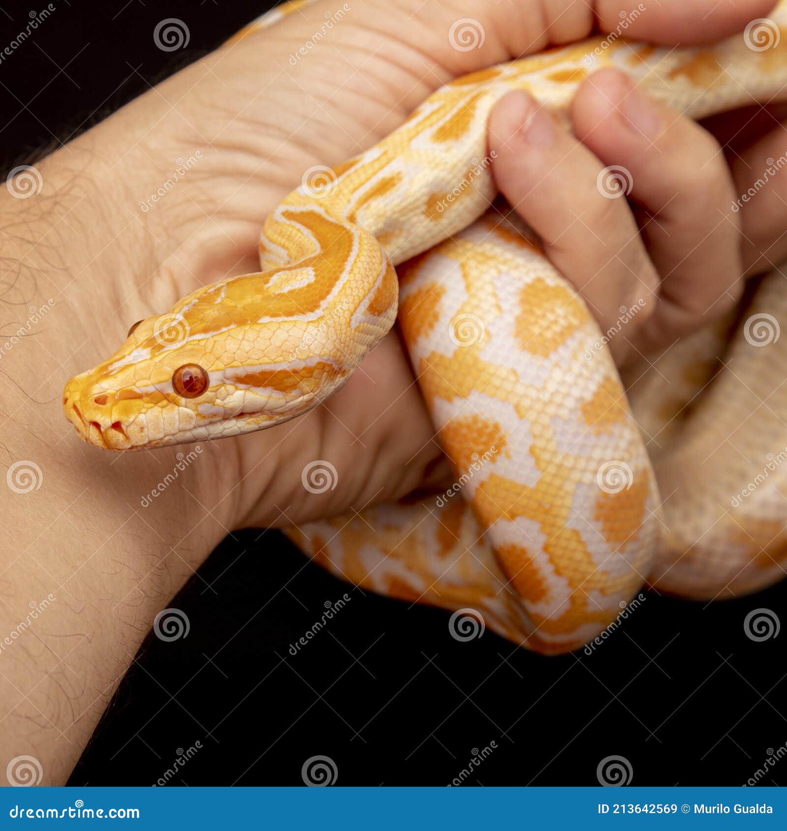 Python De Oro Python Reticulado Python Reticulatus Imagen de archivo ...