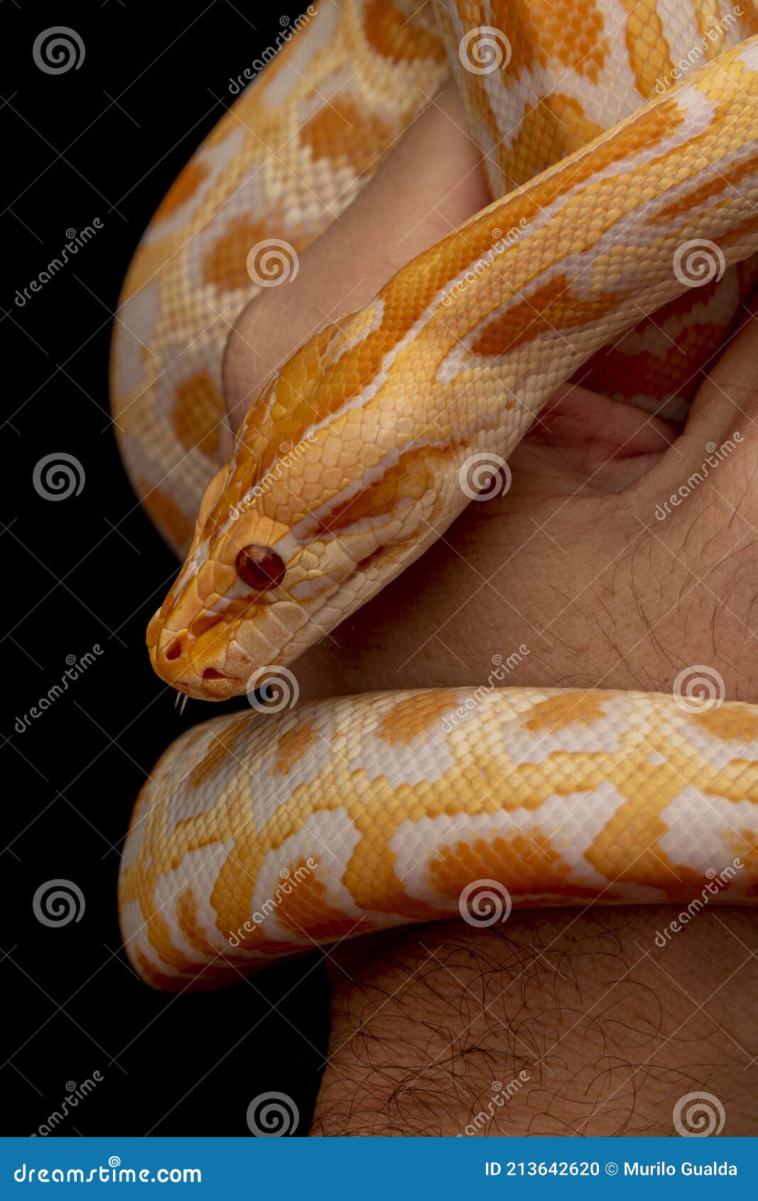 Python De Oro Python Reticulado Python Reticulatus Foto de archivo ...