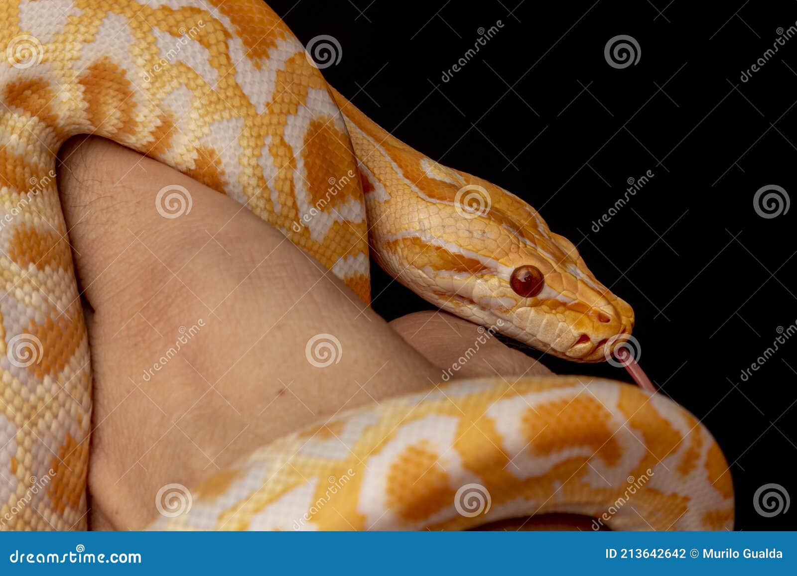 Python De Oro Python Reticulado Python Reticulatus Foto de archivo ...