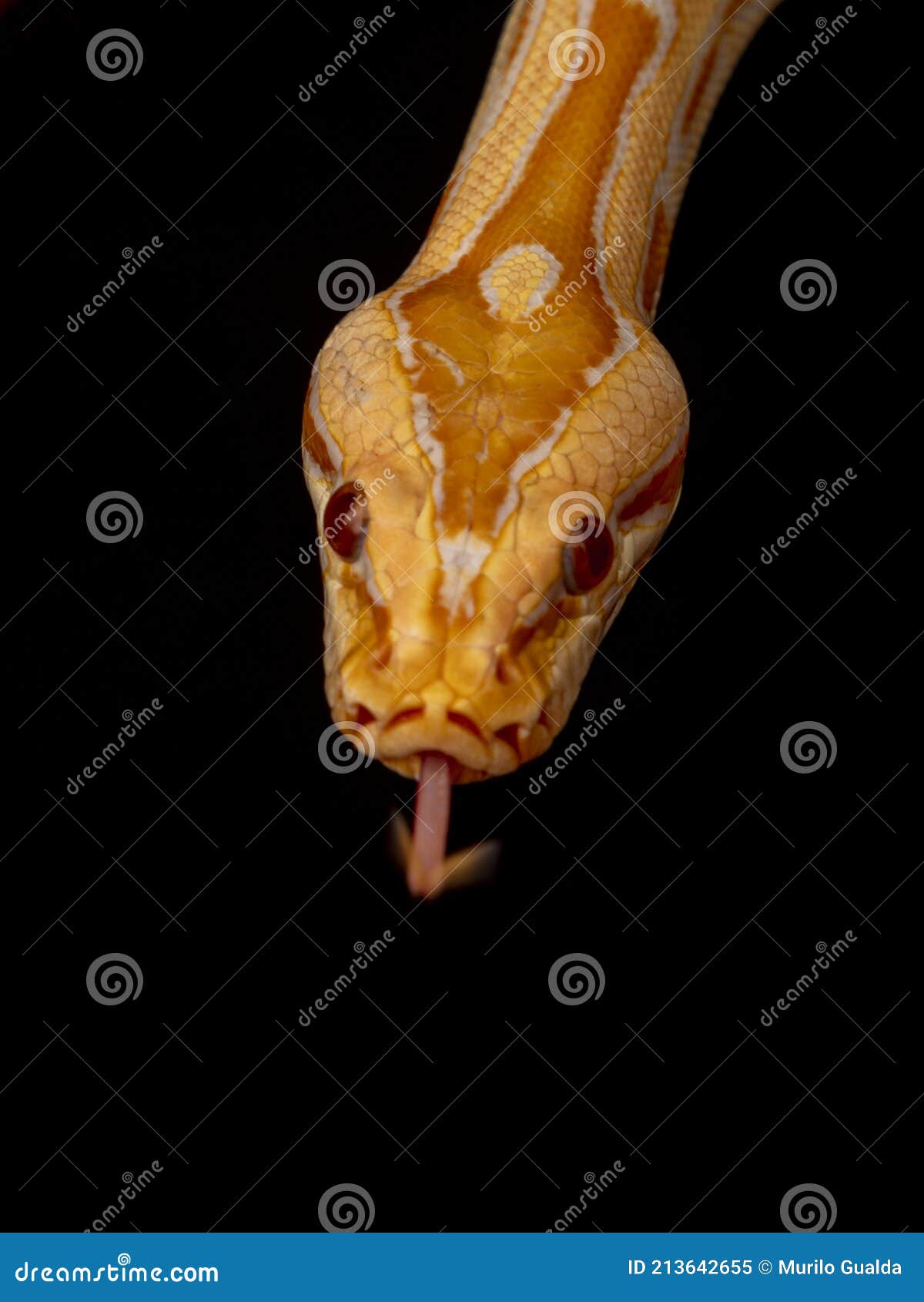 Python De Oro Python Reticulado Python Reticulatus Imagen de archivo ...