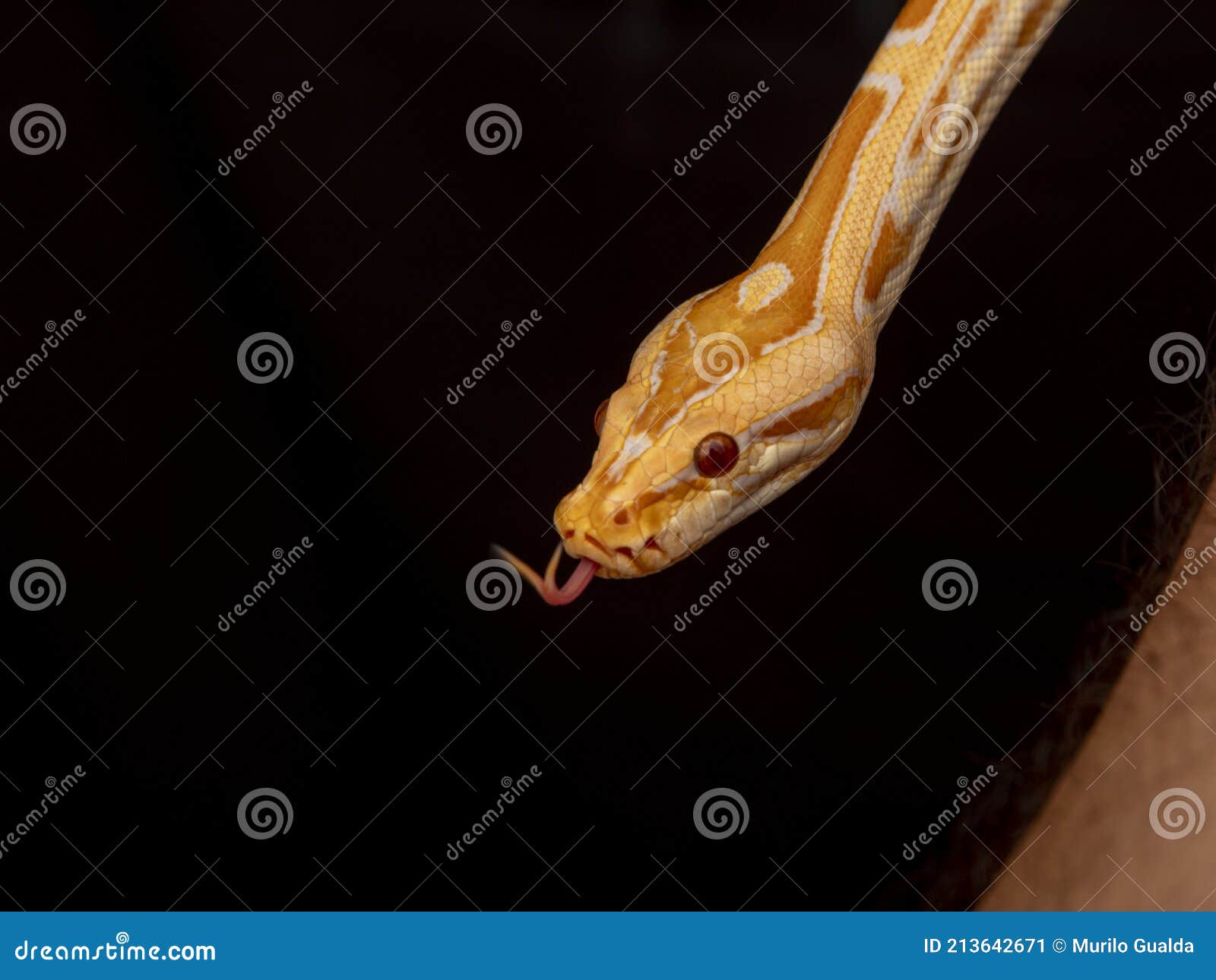 Python De Oro Python Reticulado Python Reticulatus Imagen de archivo ...