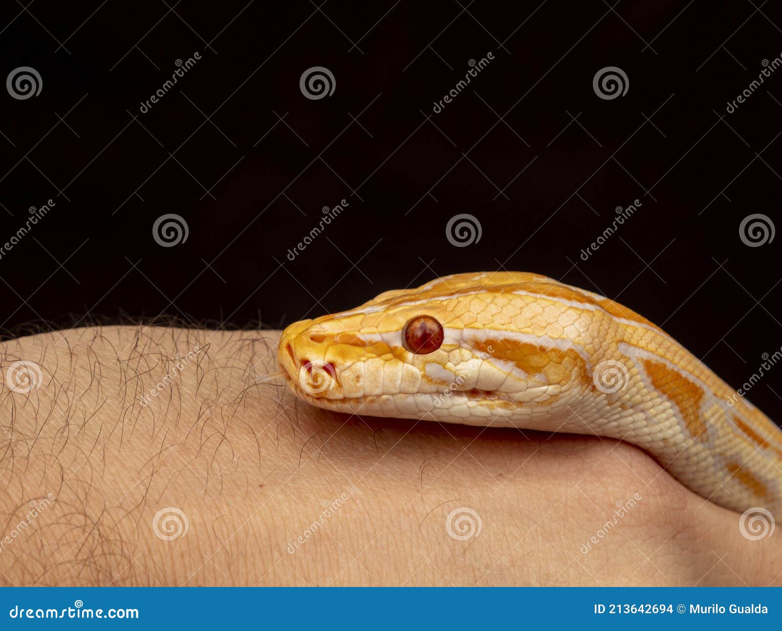 Python De Oro Python Reticulado Python Reticulatus Foto de archivo ...