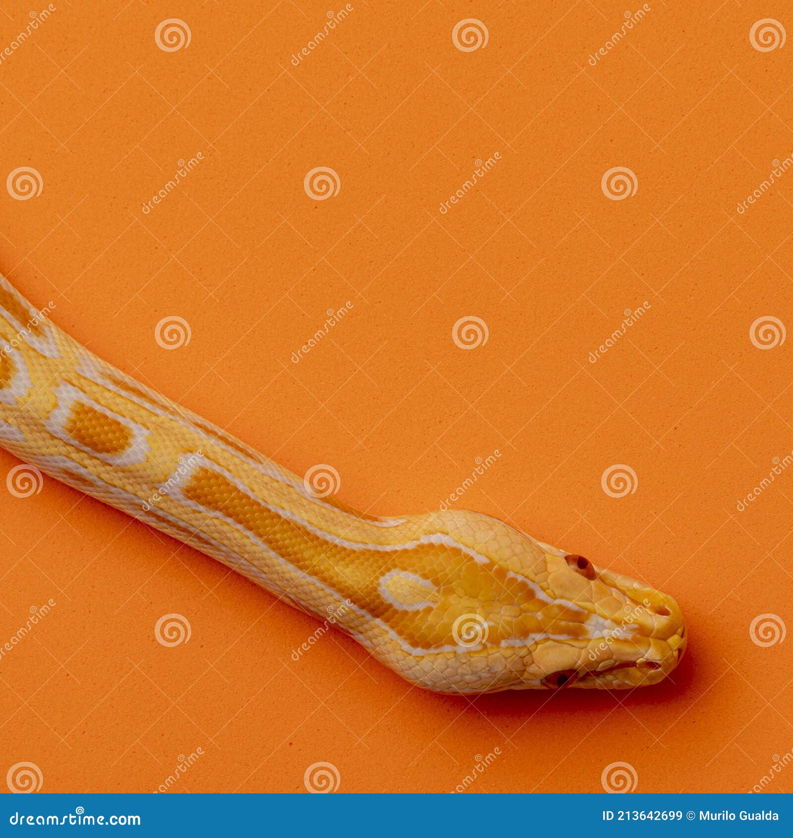 Python De Oro Python Reticulado Python Reticulatus Imagen de archivo ...