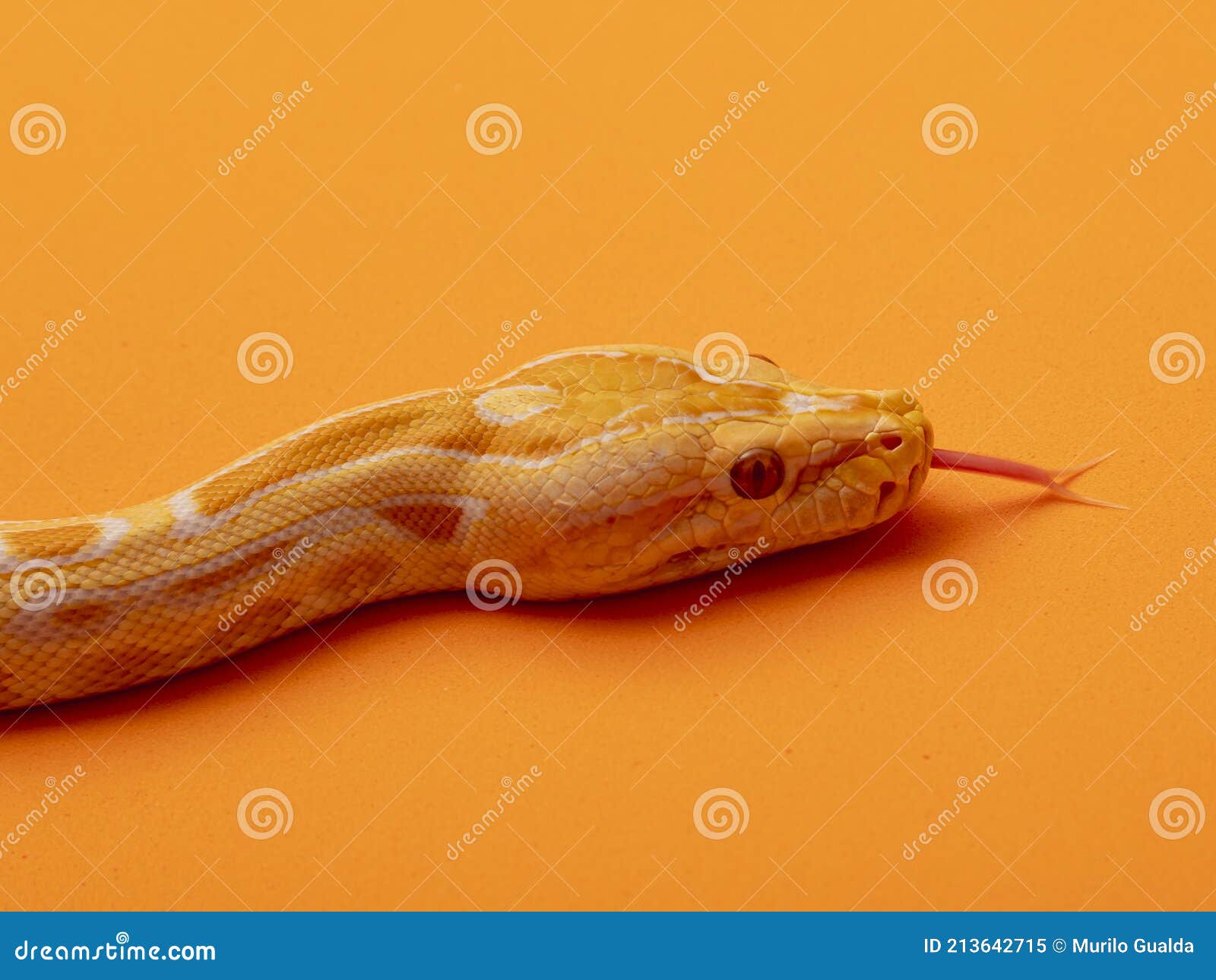 Python De Oro Python Reticulado Python Reticulatus Imagen de archivo ...