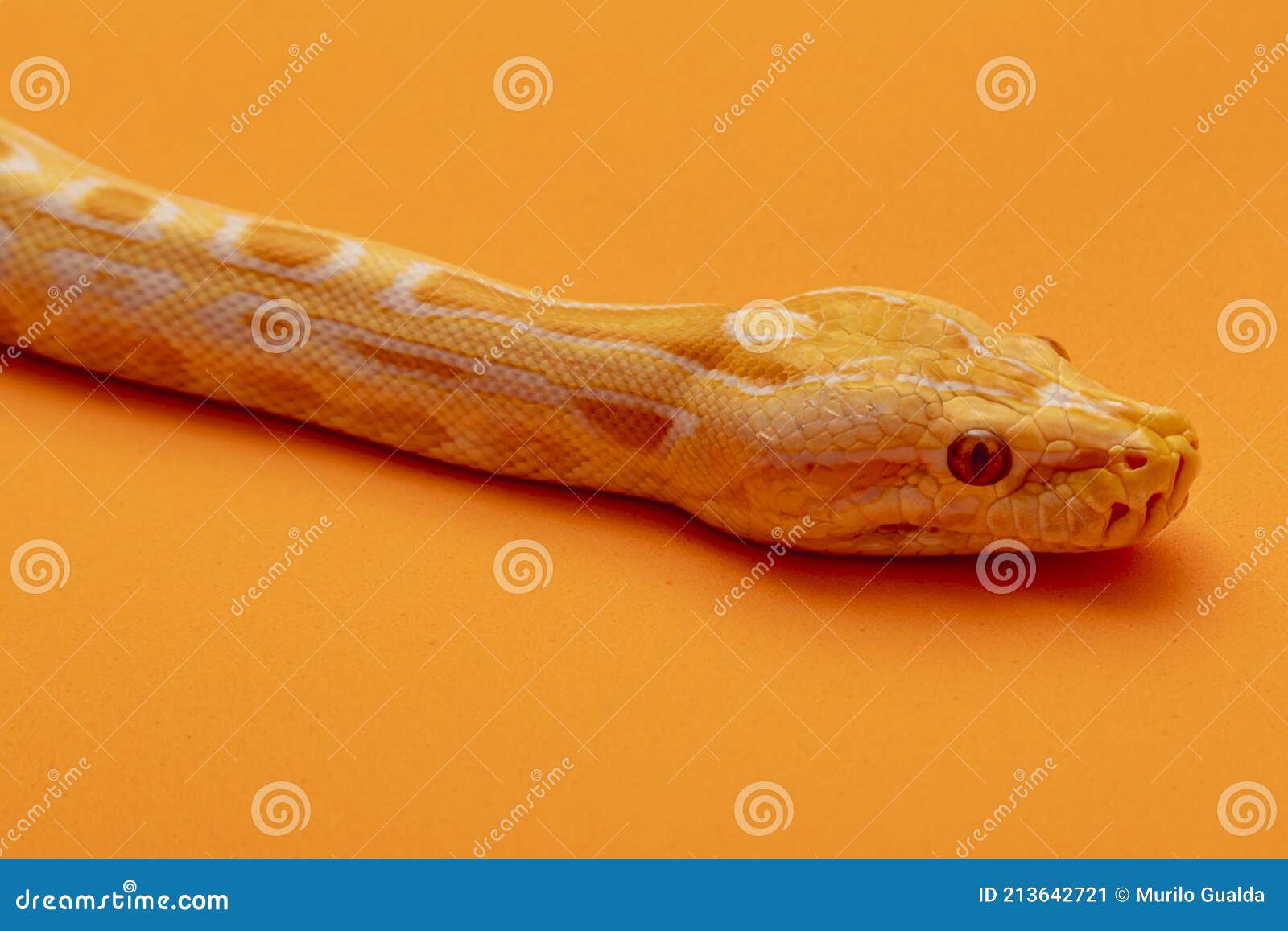 Python De Oro Python Reticulado Python Reticulatus Imagen de archivo ...