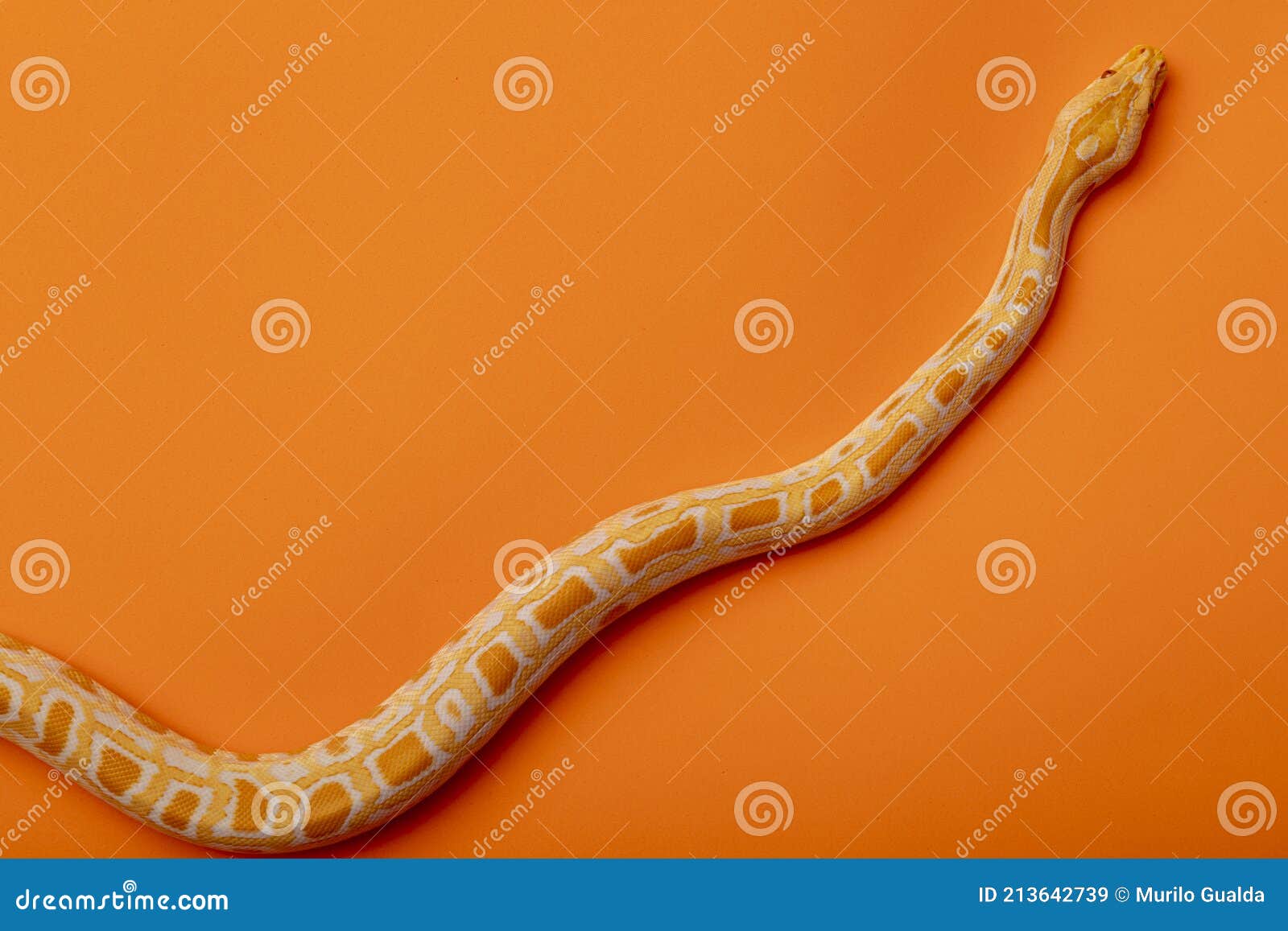 Python De Oro Python Reticulado Python Reticulatus Imagen de archivo ...