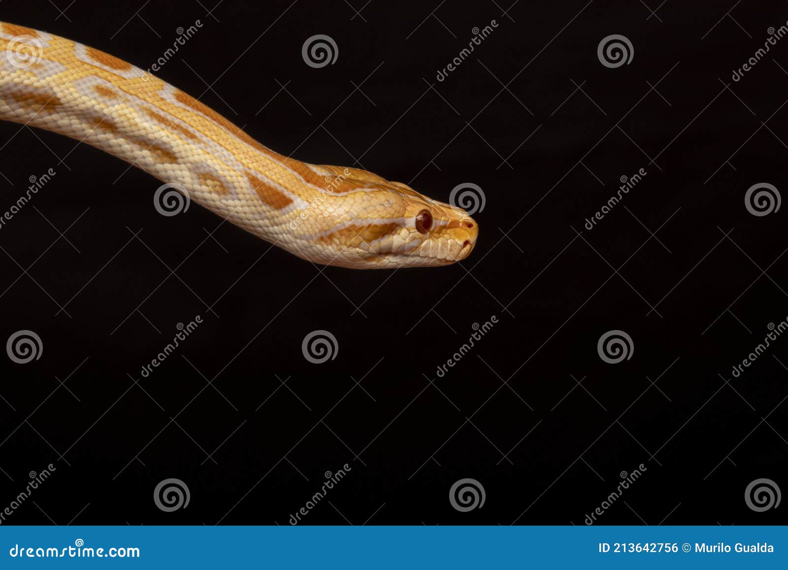 Python De Oro Python Reticulado Python Reticulatus Foto de archivo ...
