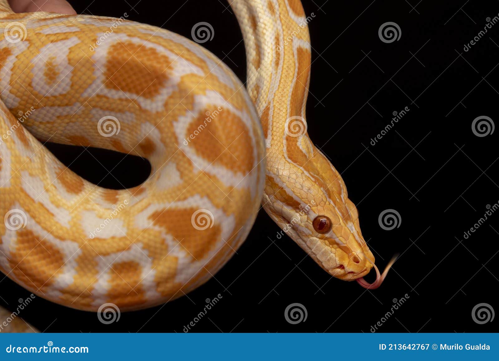 Python De Oro Python Reticulado Python Reticulatus Imagen de archivo ...