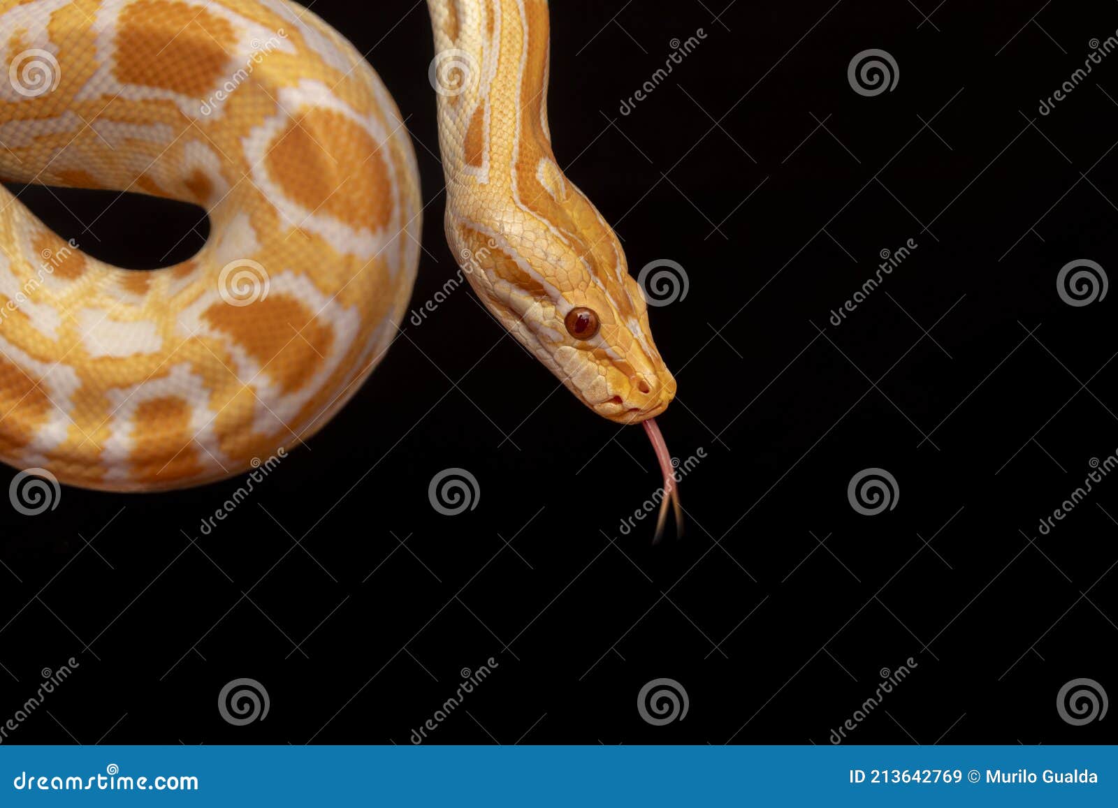 Python De Oro Python Reticulado Python Reticulatus Imagen de archivo ...