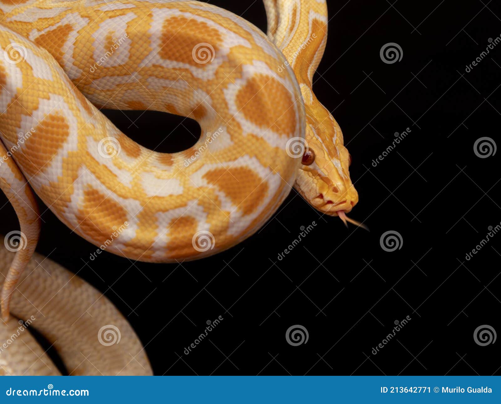 Python De Oro Python Reticulado Python Reticulatus Imagen de archivo ...