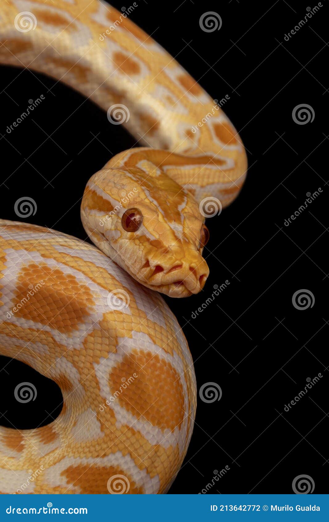 Python De Oro Python Reticulado Python Reticulatus Foto de archivo ...