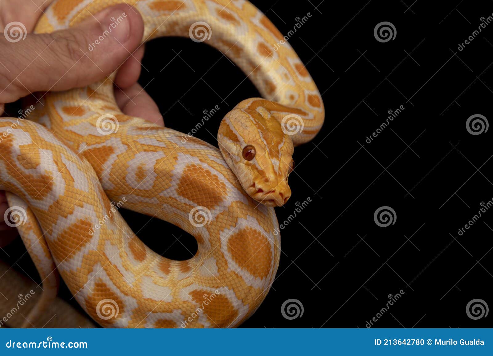 Python De Oro Python Reticulado Python Reticulatus Foto de archivo ...