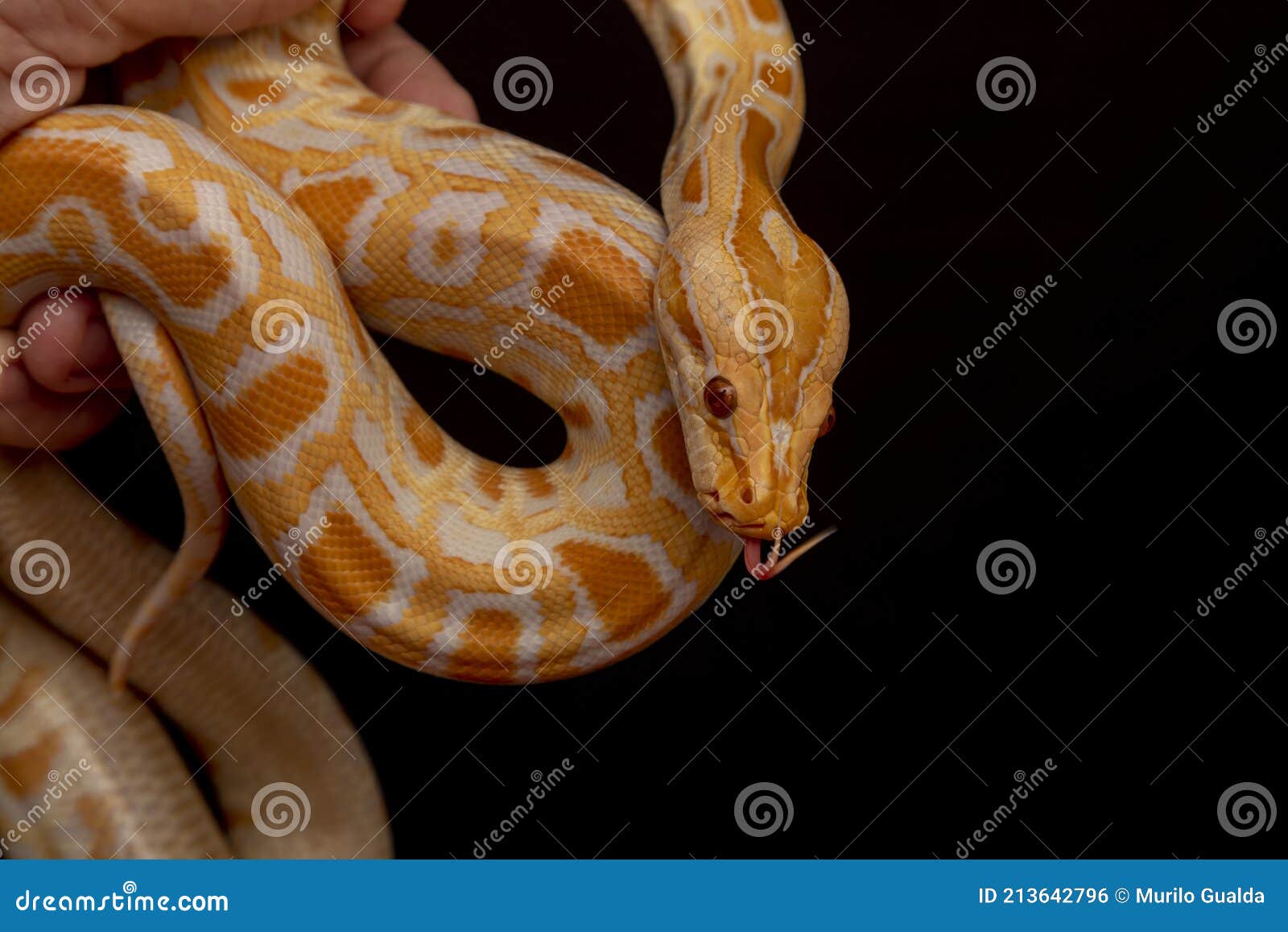 Python De Oro Python Reticulado Python Reticulatus Foto de archivo - Imagen de colorido ...