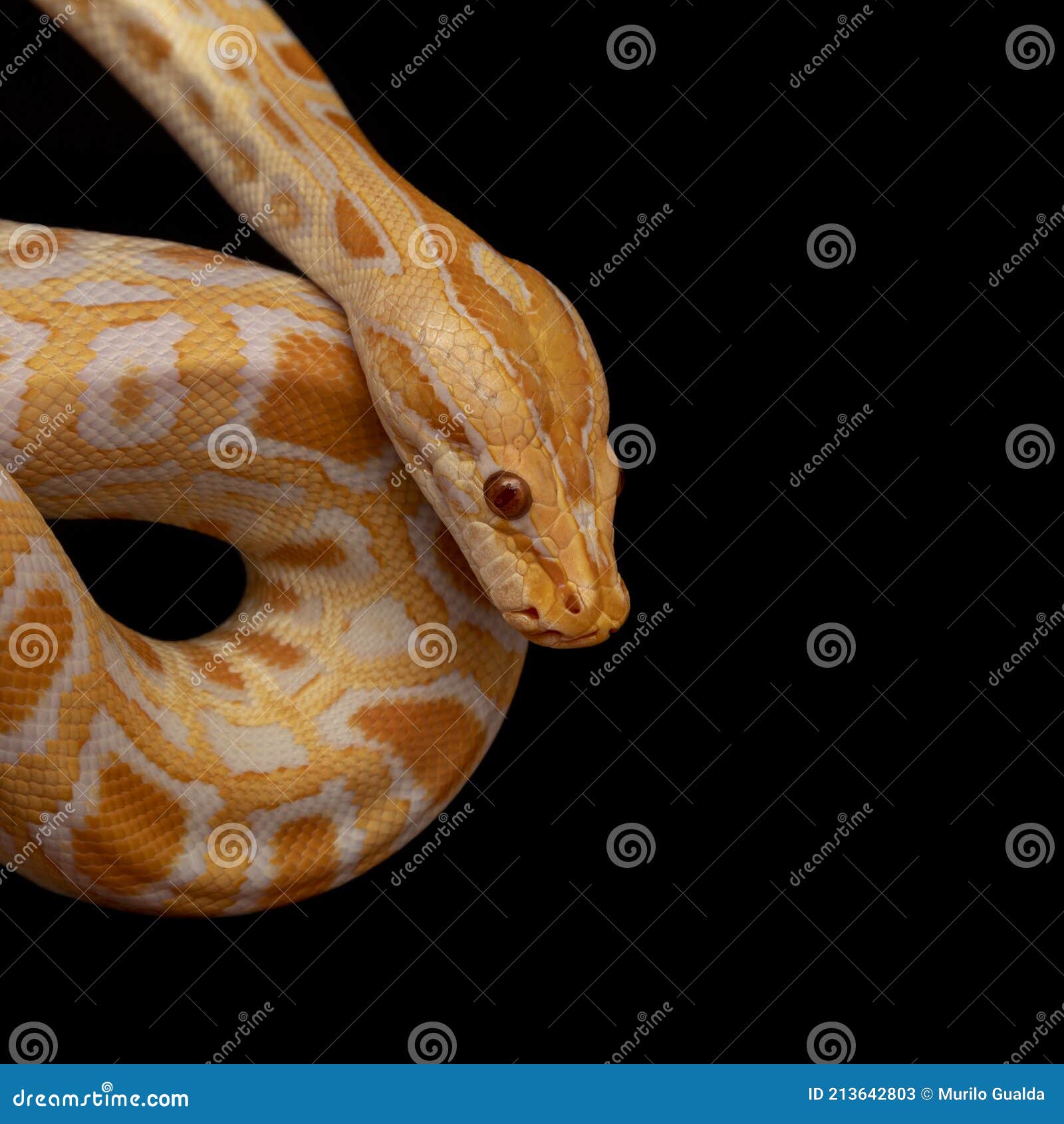 Python De Oro Python Reticulado Python Reticulatus Imagen de archivo ...