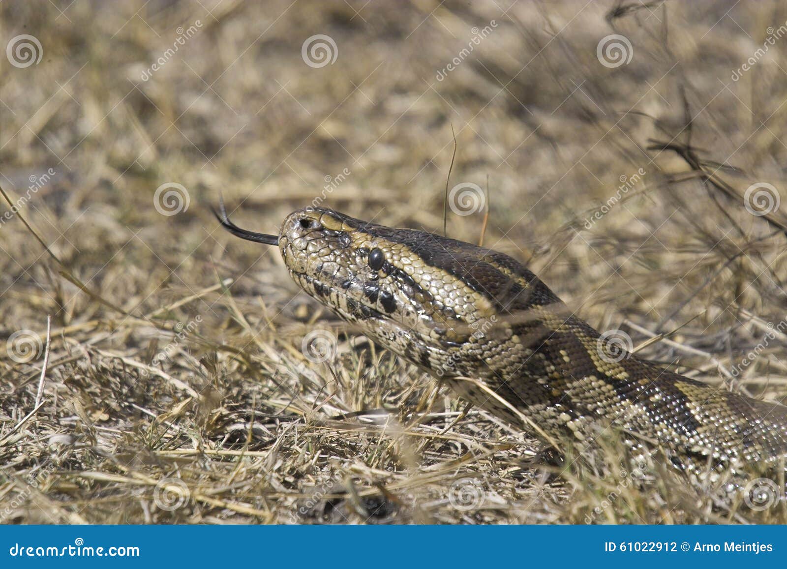 Python De Roche Africain (sebae De Python) Photo stock - Image du ...