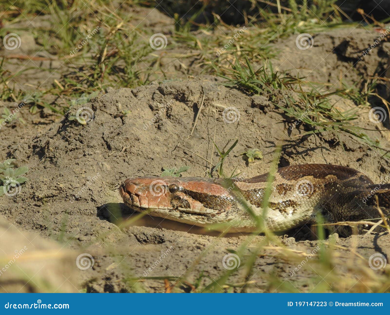 Python de roche indien image stock. Image du ceci, sauvage - 197147223