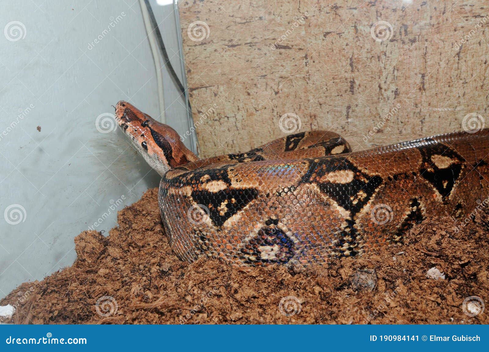 Python Een Van De Grootste Slangen Ter Wereld Stock Afbeelding - Image ...